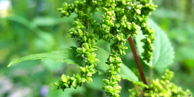 Brennesselsamen - Roburanz bei Kinderwunsch für Mann und Frau